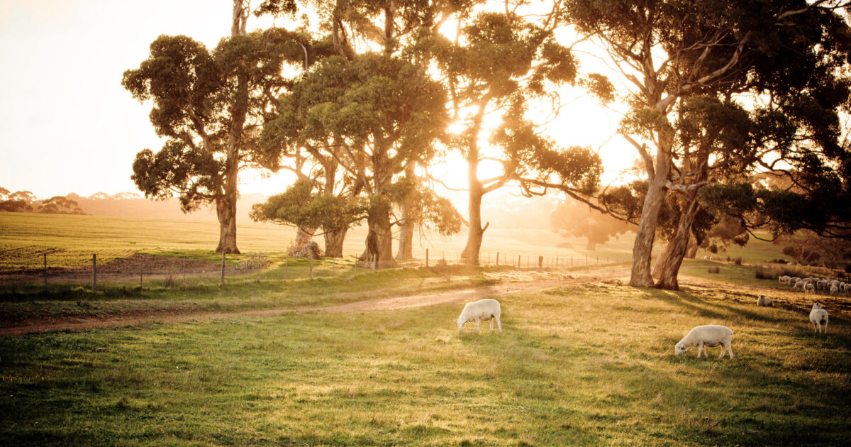 Parndana • Kangaroo Island, South Australia