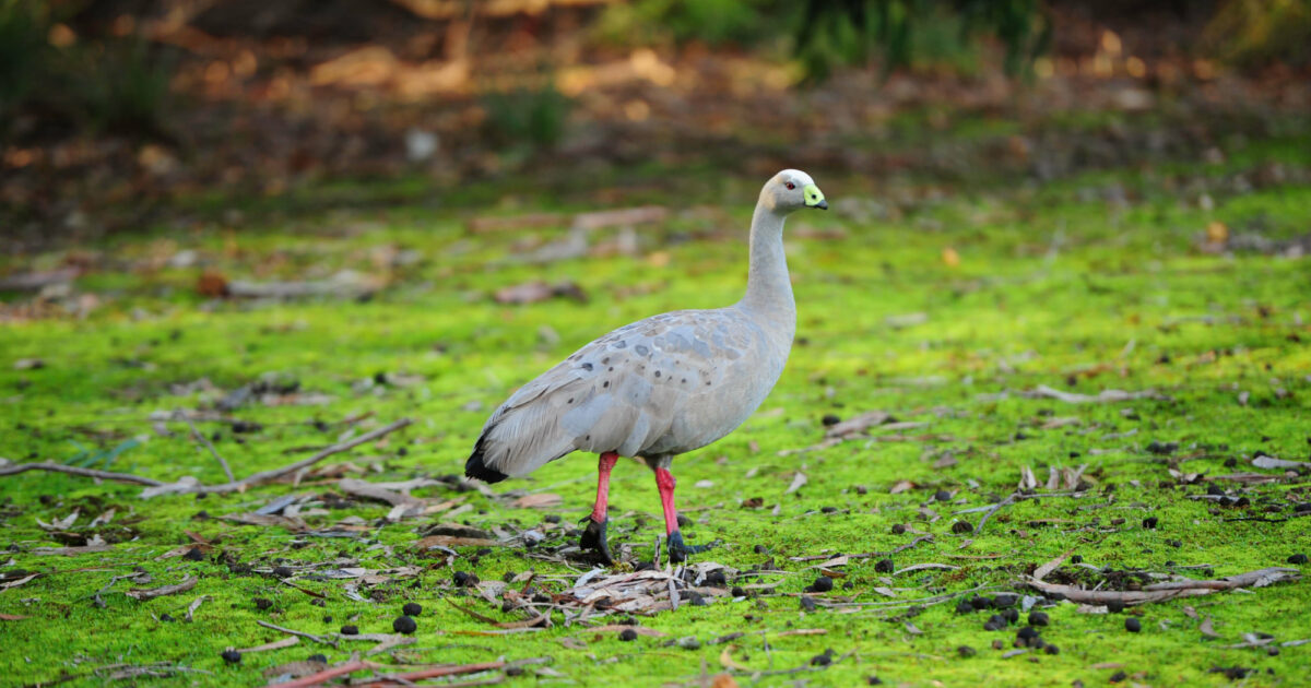 Cape Barren Goose • Kangaroo Island, South Australia