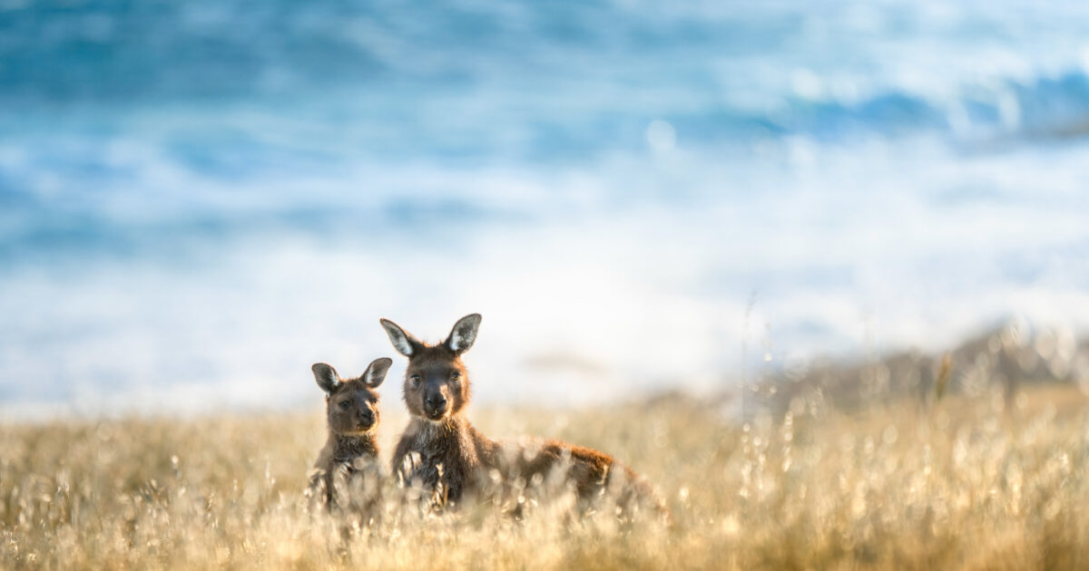 Discover Kangaroo Island Wildlife • Kangaroo Island, South Australia