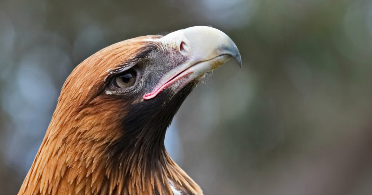 Our Simple Guide to the Beautiful Birds of Kangaroo Island • Kangaroo ...