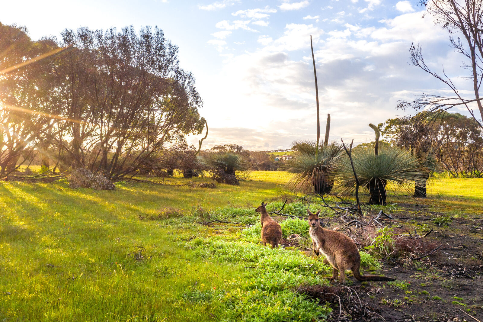 The Best Time to Visit Kangaroo Island | Our Seasonal Guide • Kangaroo ...