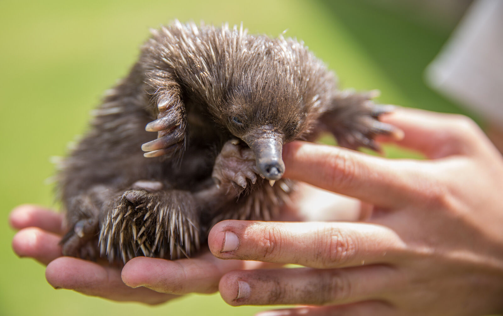 Echidna • Kangaroo Island, South Australia