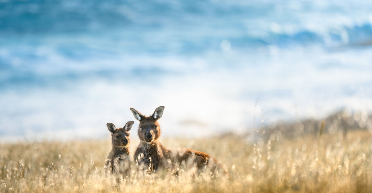 Kangaroo Island | Visit, Stay & Explore