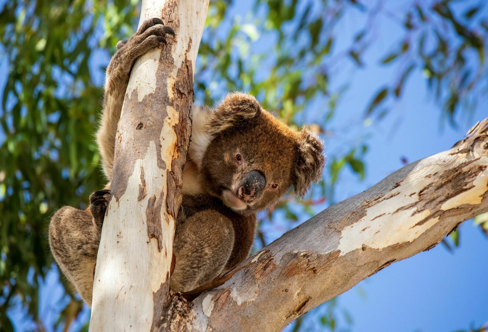 Koalas on Kangaroo Island • Kangaroo Island, South Australia